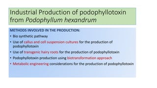 INDUSTRIAL PRODUCTION,ESTIMATION AND UTILIZATION OF PODOPHYLLOTOXIN | PPTX