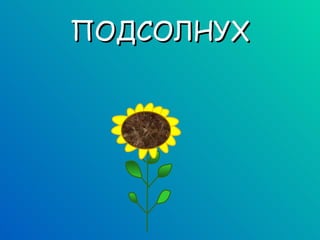 Podsolnuh | PPT