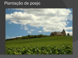 Poejo | PPT