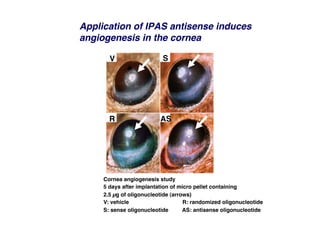 Epigenetic Mechanisms Regulating the Cellular Response to Hypoxia | PPT