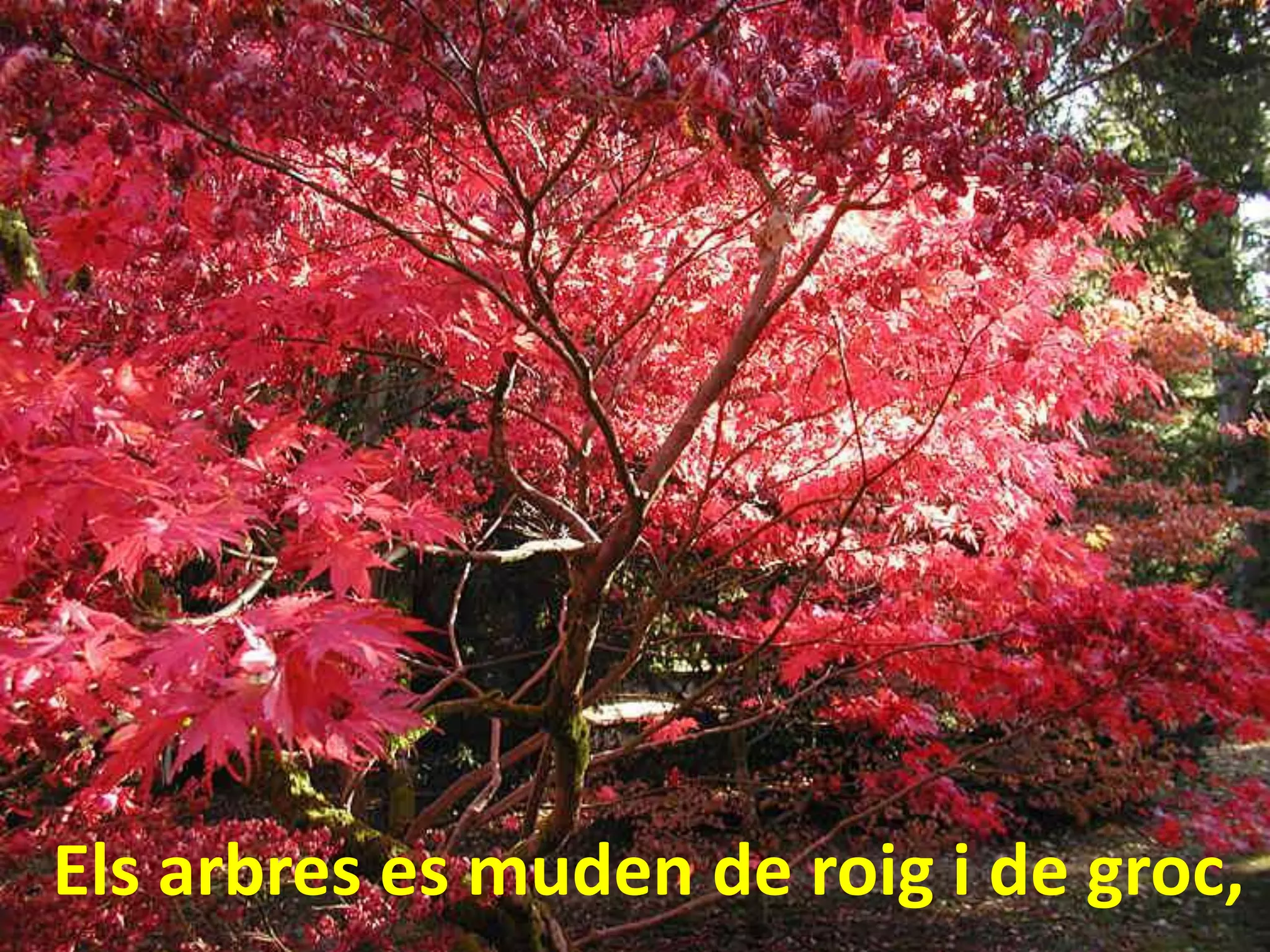 Poema de la tardor! | PPTX