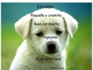 Poemas Cinquain Y Syntu | PPT