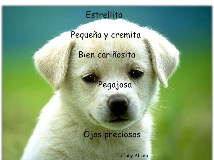 Poemas Cinquain Y Syntu