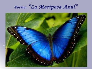 Desmenuzar Realizable Tía poemas de mariposas de amor cortos Oculto mudo Adelantar