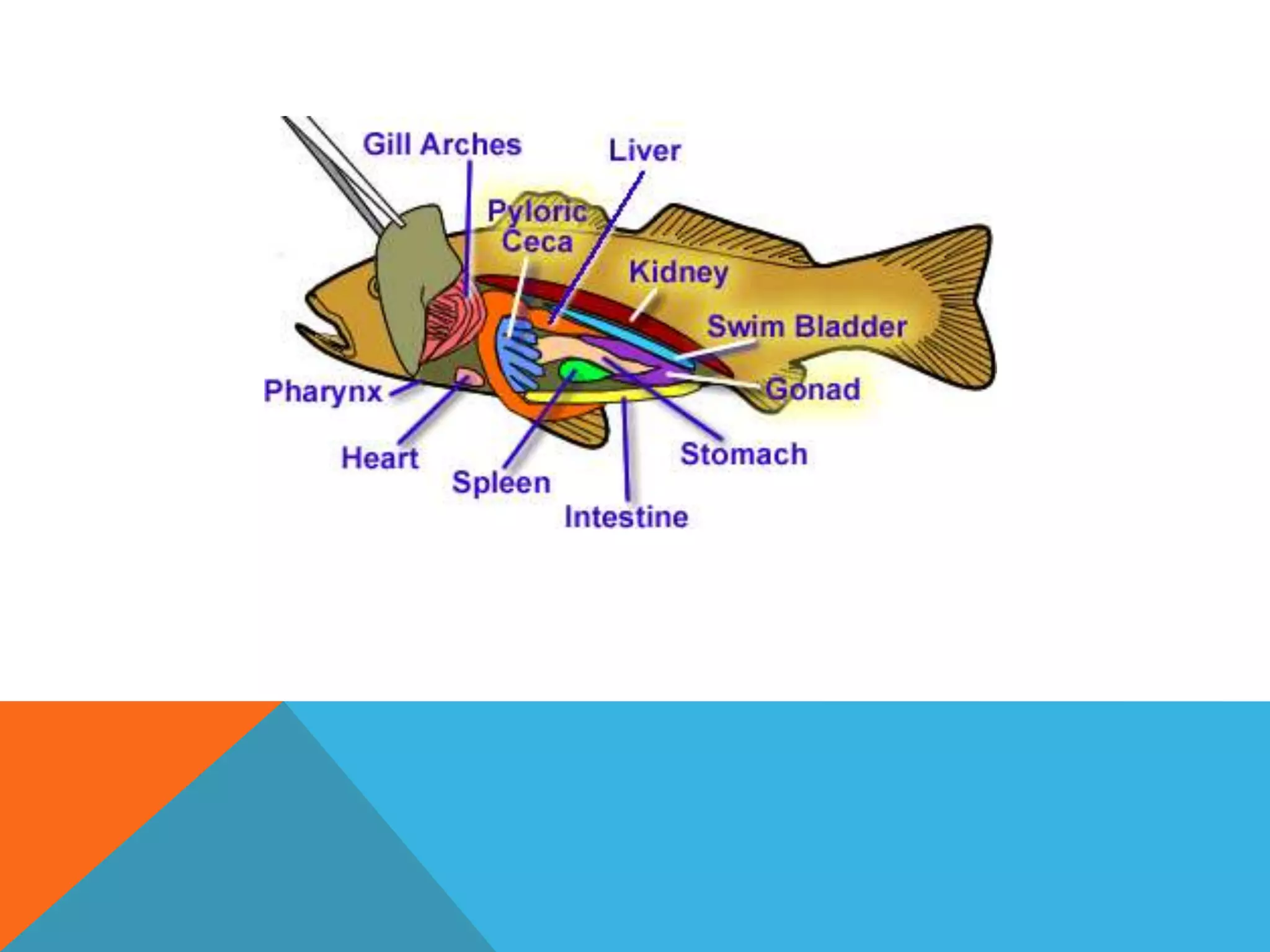 Poetic devices and the magic of elizabeth bishop2 | PPTX | Fish and ...
