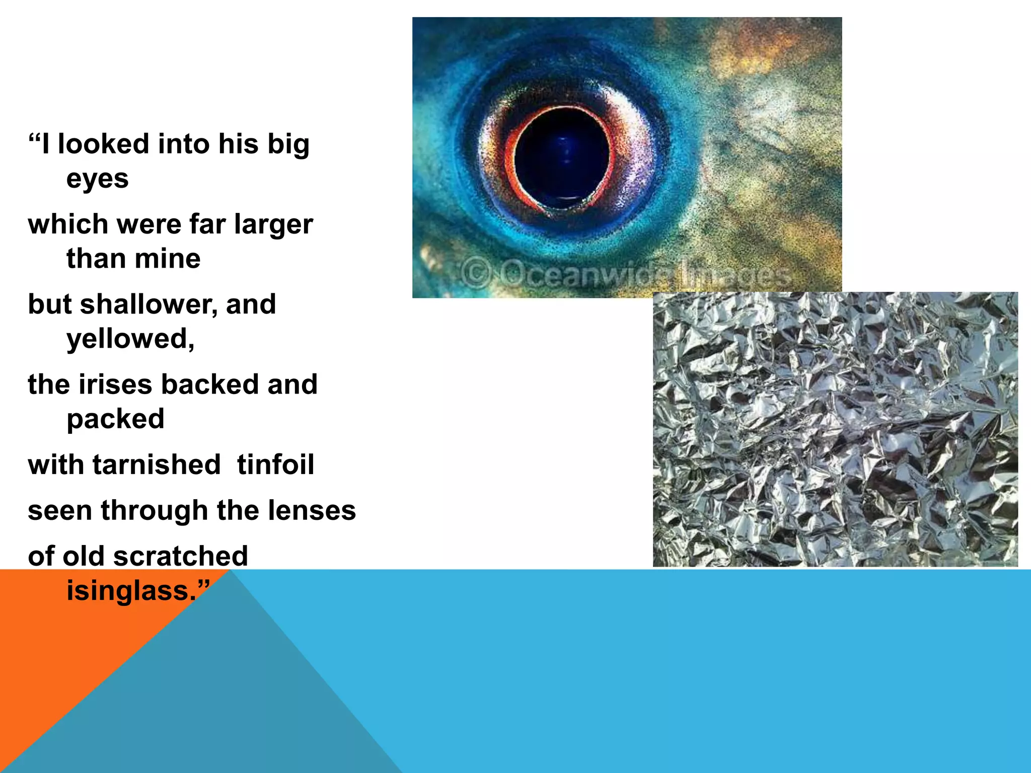 Poetic devices and the magic of elizabeth bishop2 | PPTX | Fish and ...