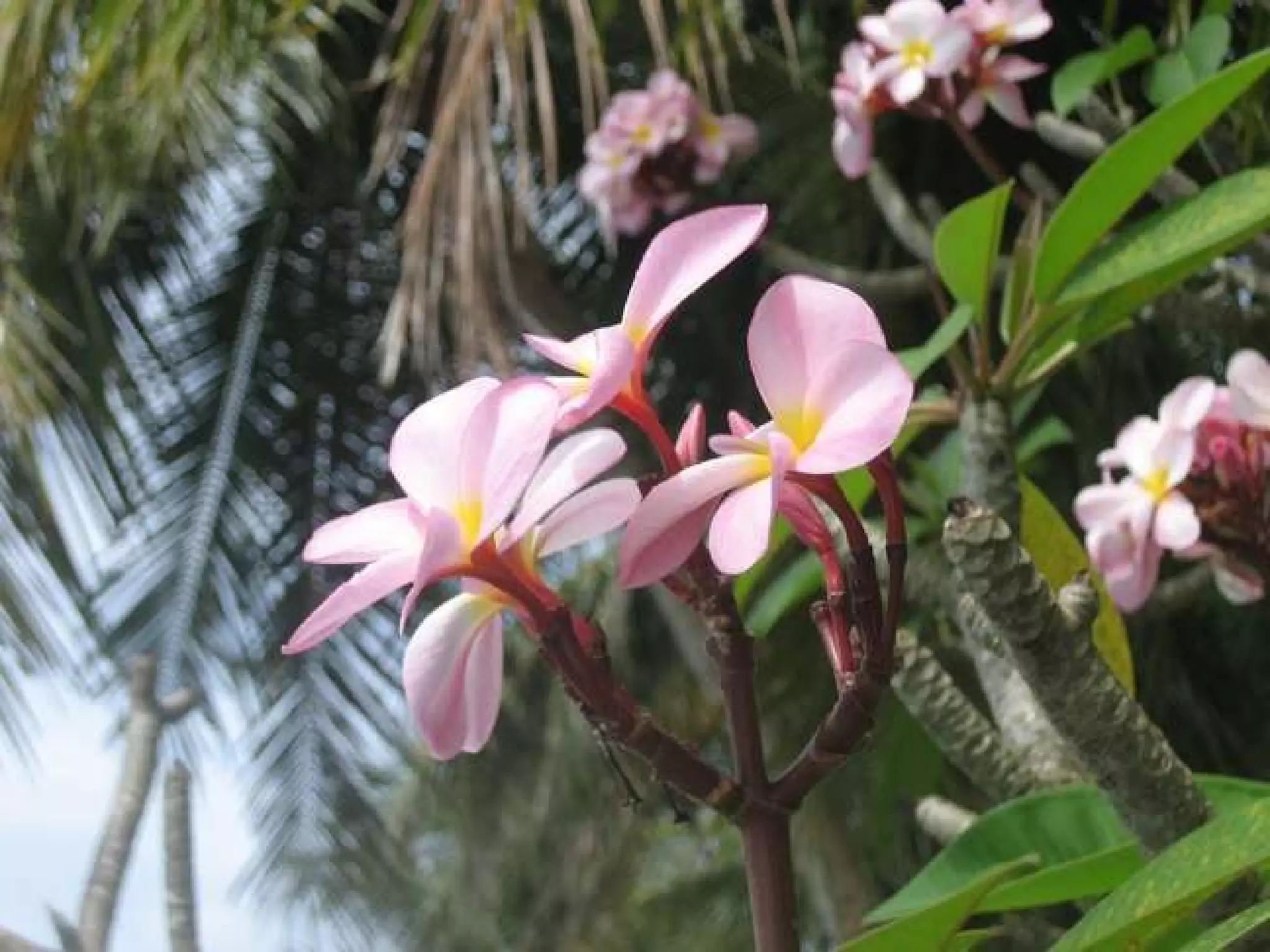 Pohnpei, Micronesia | PPT