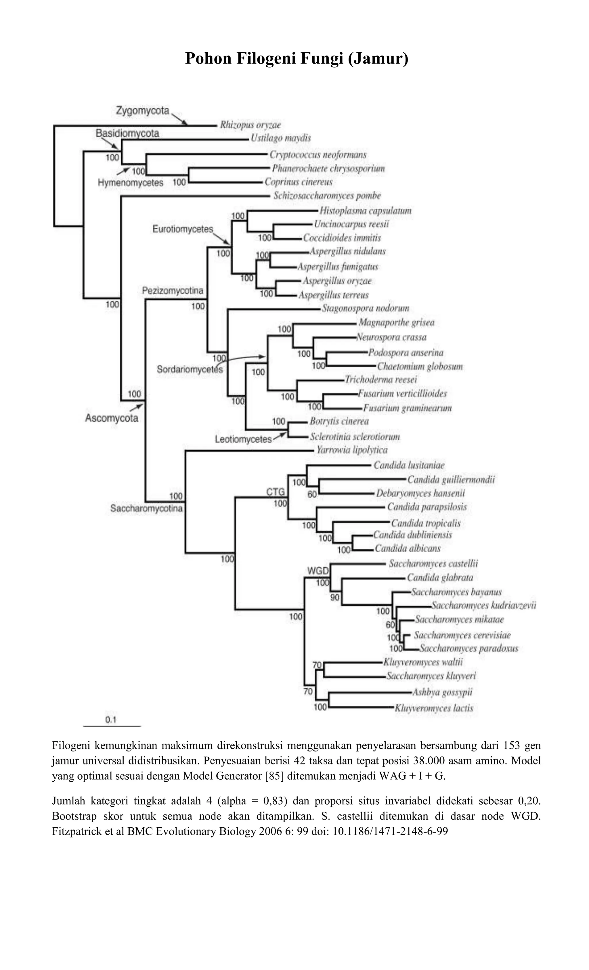 Pohon Filogeni Fungi | DOCX