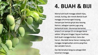 POHON MANGGA MANGIFERA INDICA CIRI DAN MANFAATNYA.pdf