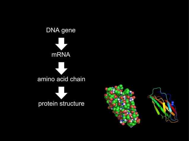Poing: a coder’s take on protein modelling | PPT