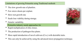 Role of Tissue culture in Poinsettia plant | PPTX