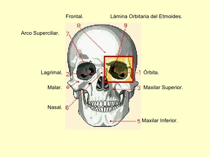 cavidad orbitaria..