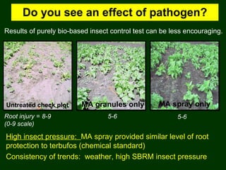 Pointers For Insect Pathologists | PPT