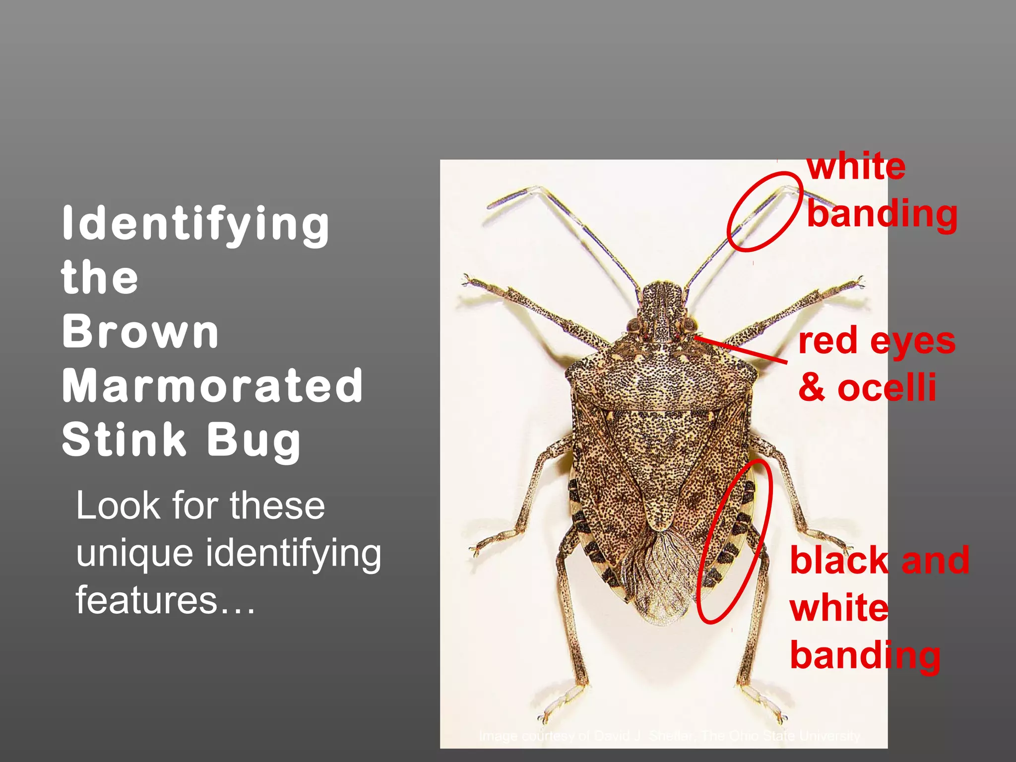 Pointe stink bugs | PPT