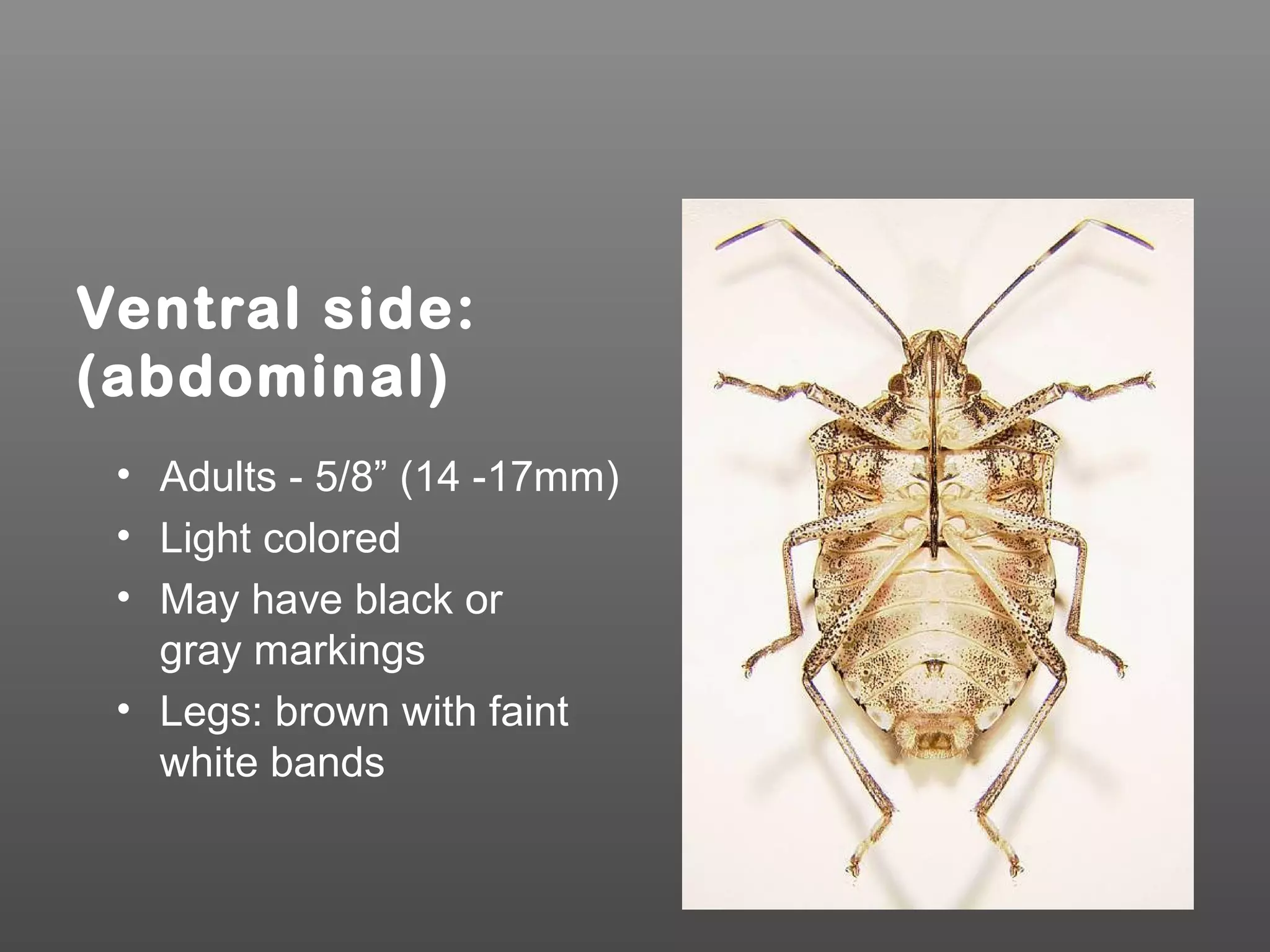 Pointe stink bugs | PPT