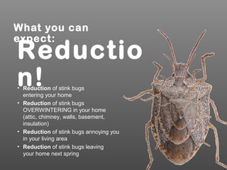 Pointe stink bugs | PPT