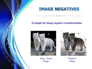 Negative Transformation In Image Processing – DPHT