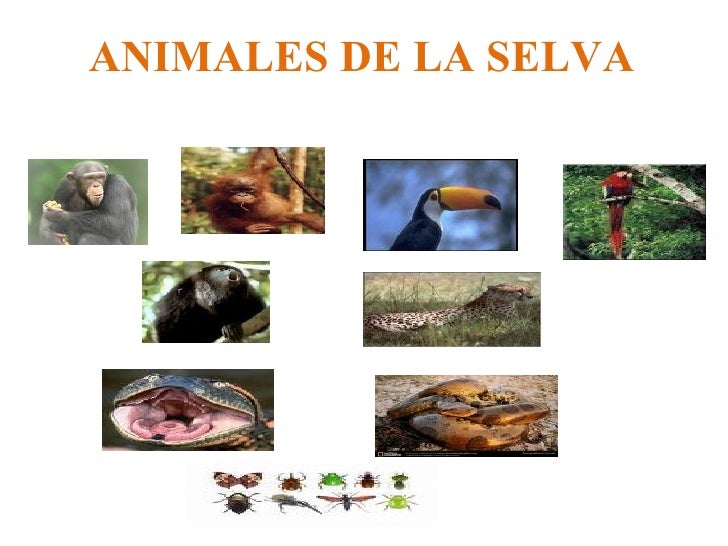 Cuál es la fauna de la selva húmeda PDF