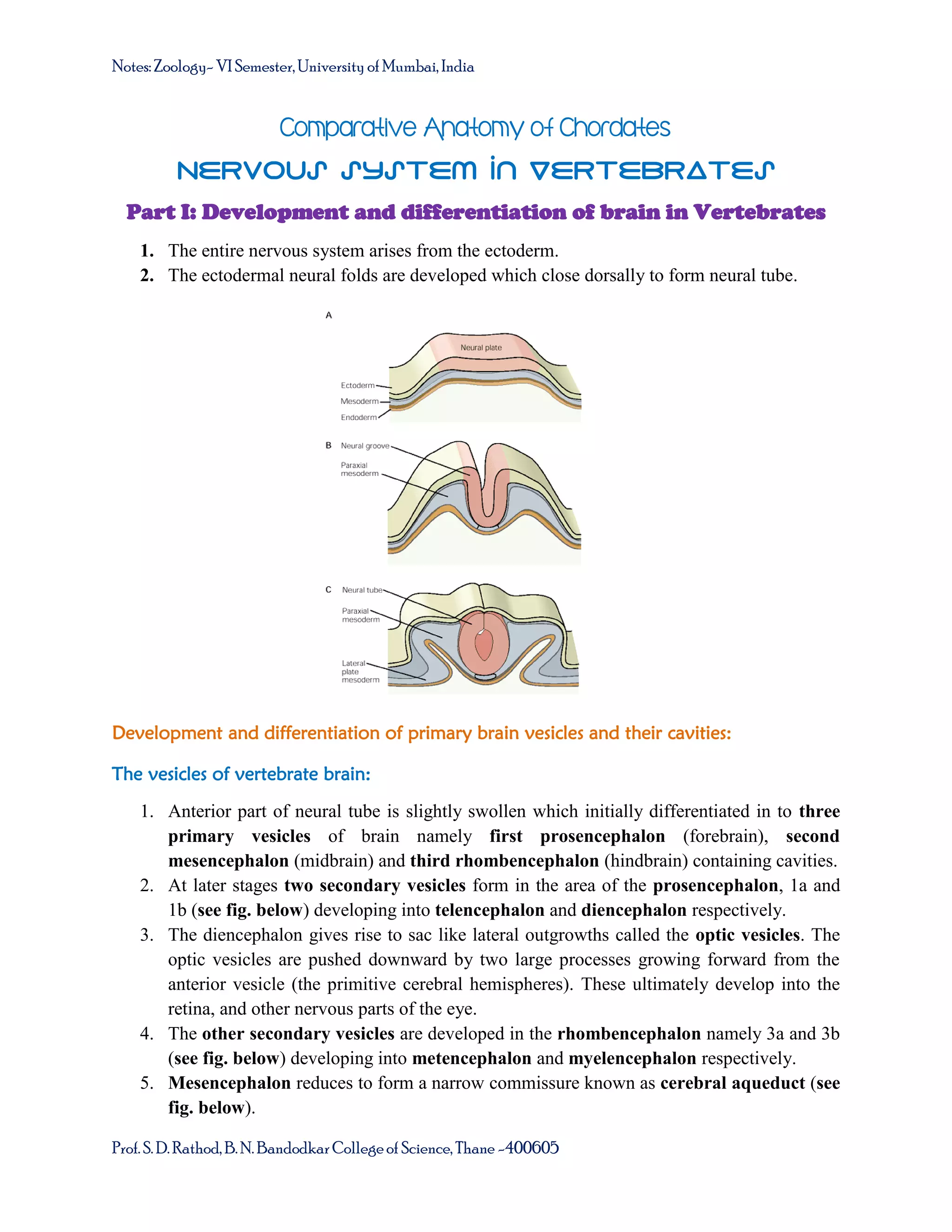 Nervous systems in vertebrates: T.Y.B.Sc. Sem VI Notes | PDF