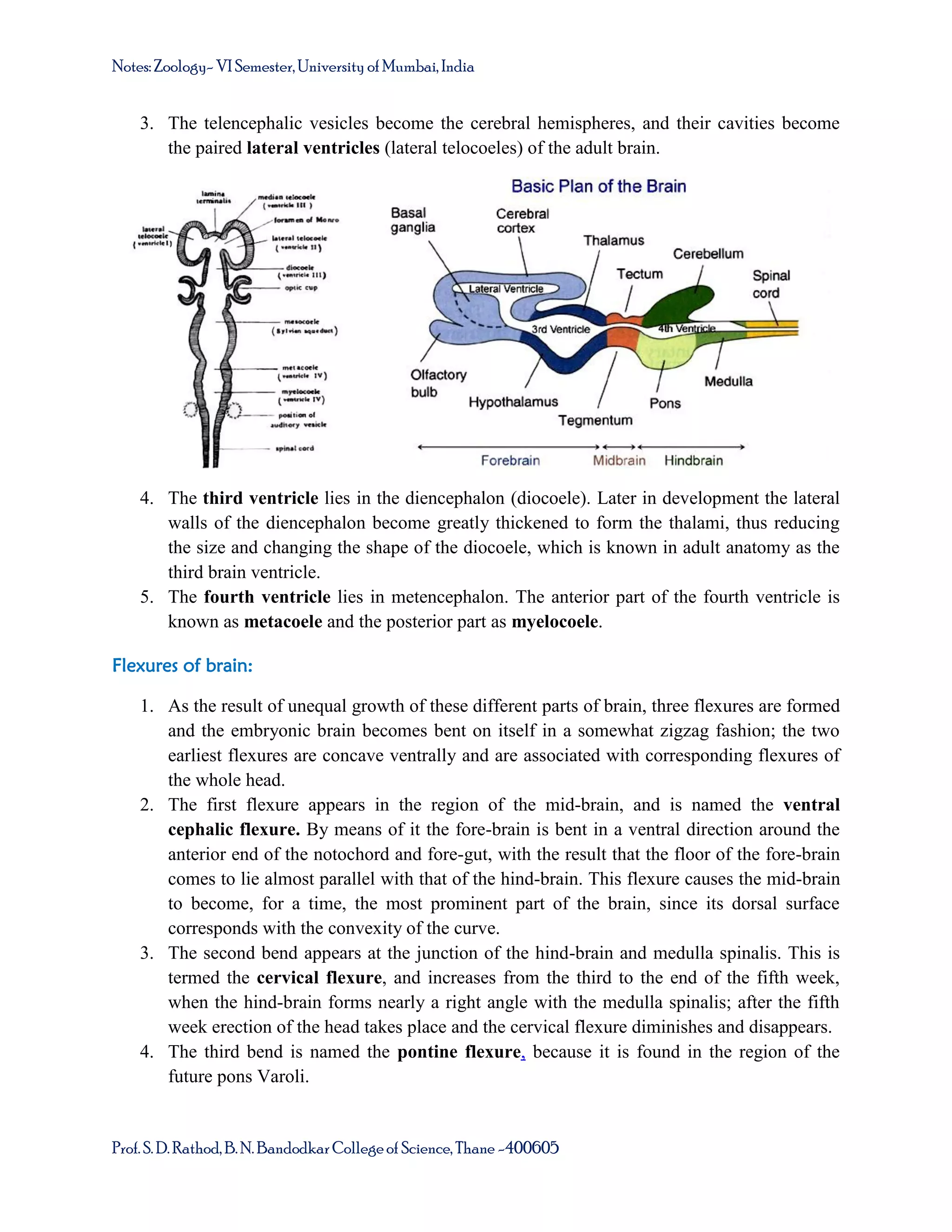 Nervous systems in vertebrates: T.Y.B.Sc. Sem VI Notes | PDF