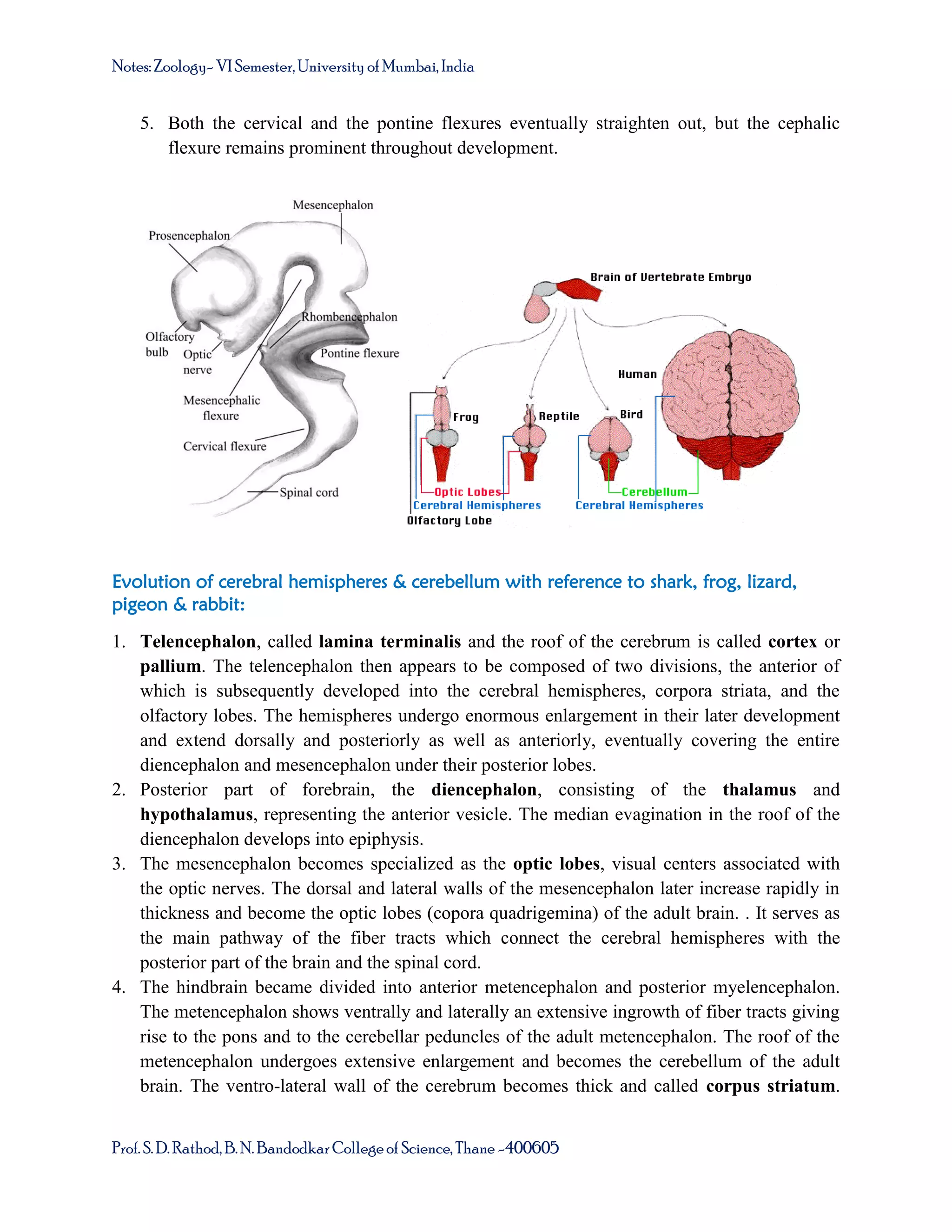Nervous systems in vertebrates: T.Y.B.Sc. Sem VI Notes | PDF