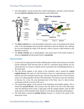 Nervous systems in vertebrates: T.Y.B.Sc. Sem VI Notes | PDF