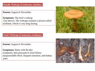 Poisonous mushroom | PDF