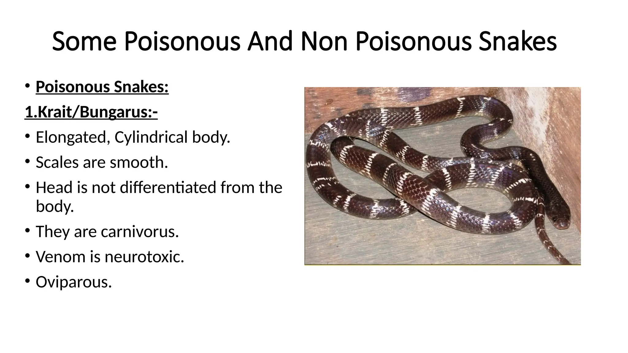 Poison Apparatus and biting Mechanism of snakes.pptx