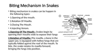 Poison Apparatus and biting Mechanism of snakes.pptx