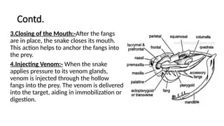 Poison Apparatus and biting Mechanism of snakes.pptx