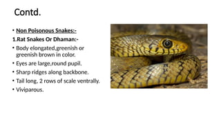Poison Apparatus and biting Mechanism of snakes.pptx