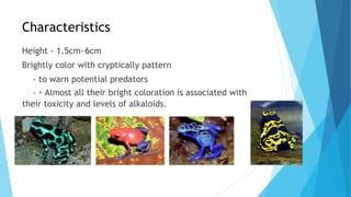 Poison dart frog | PPT