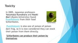 Poison dart frog | PPT