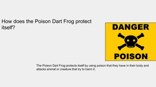 Poison dart frog | PPTX