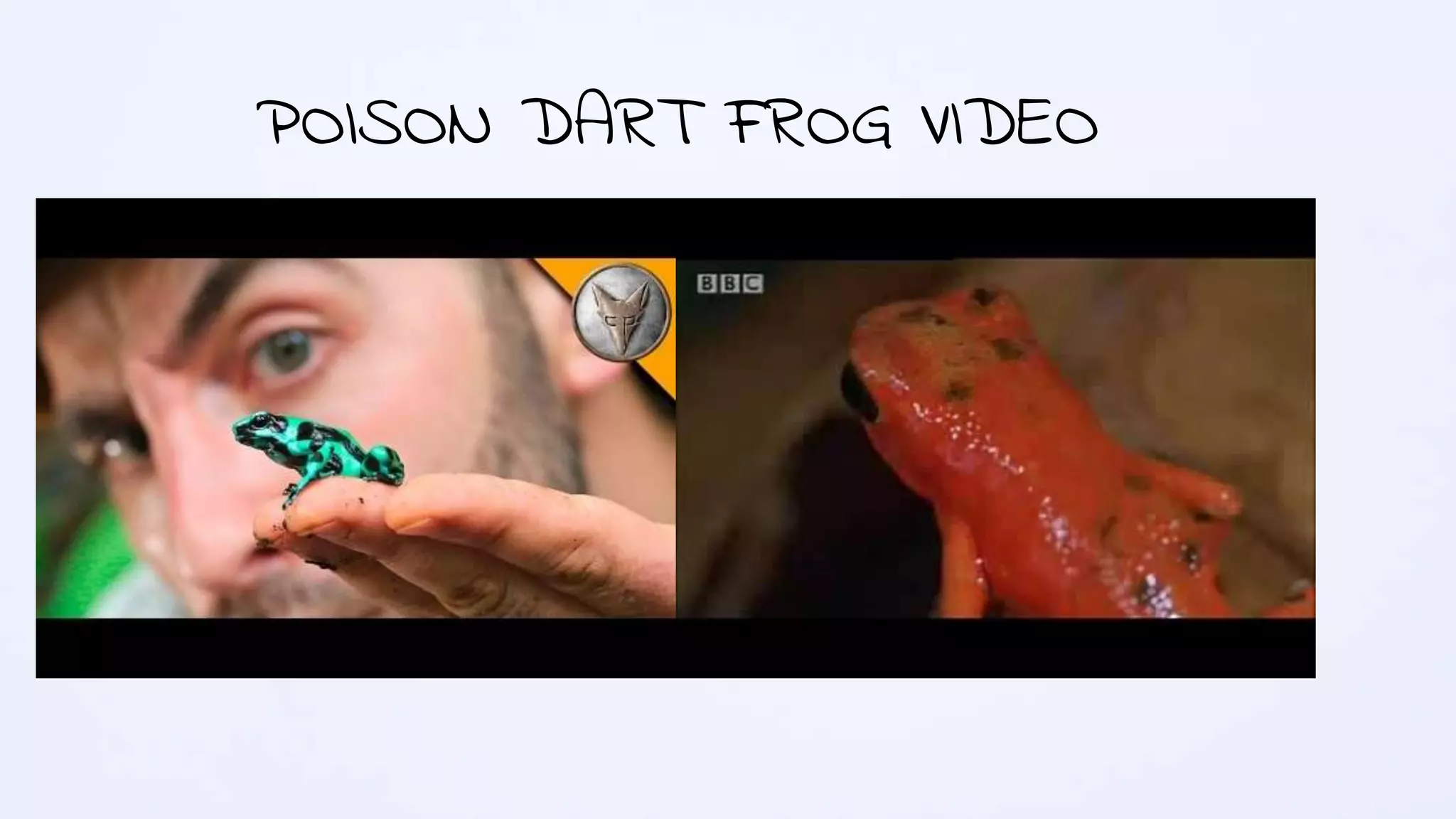 Poison Dart Frog | PPTX