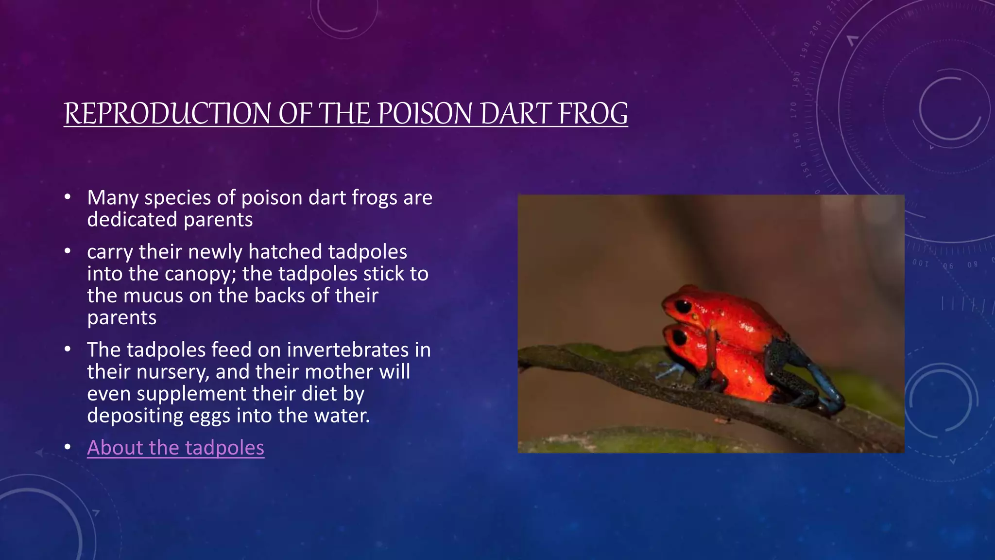 Poison dart frog way of life | PPTX