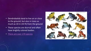 Poison dart frog way of life | PPTX