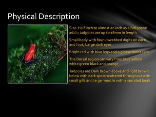 Poison dart frogs | PPTX