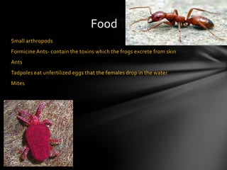 Poison dart frogs | PPTX