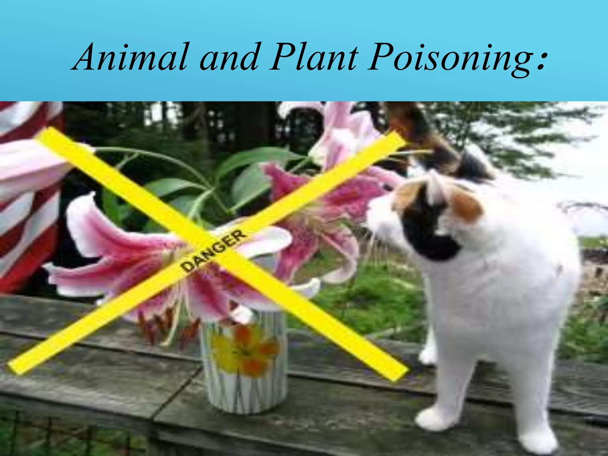 Poisoning ppt | PPTX