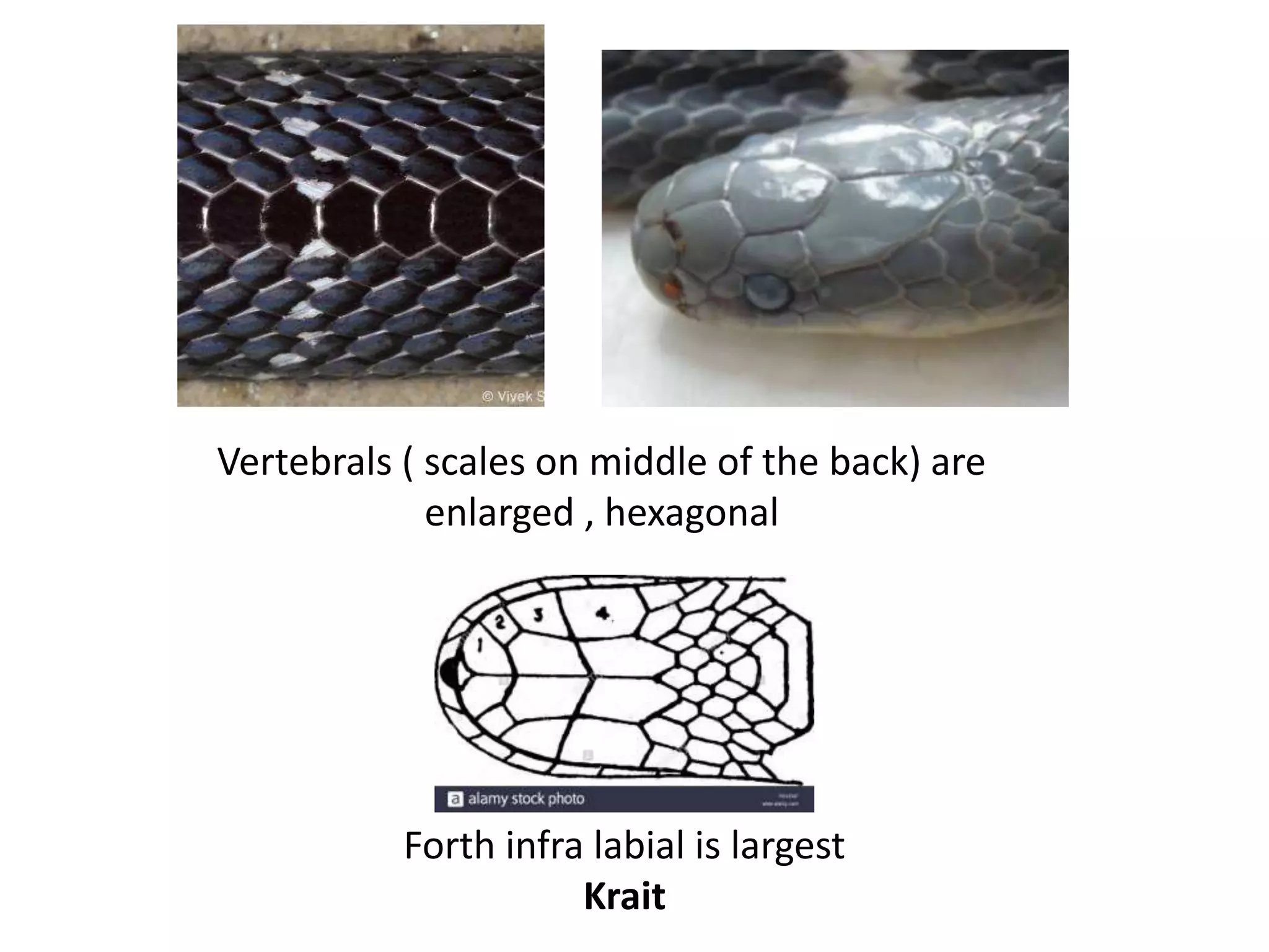 Poisonous and non poisonous snakes | PPTX