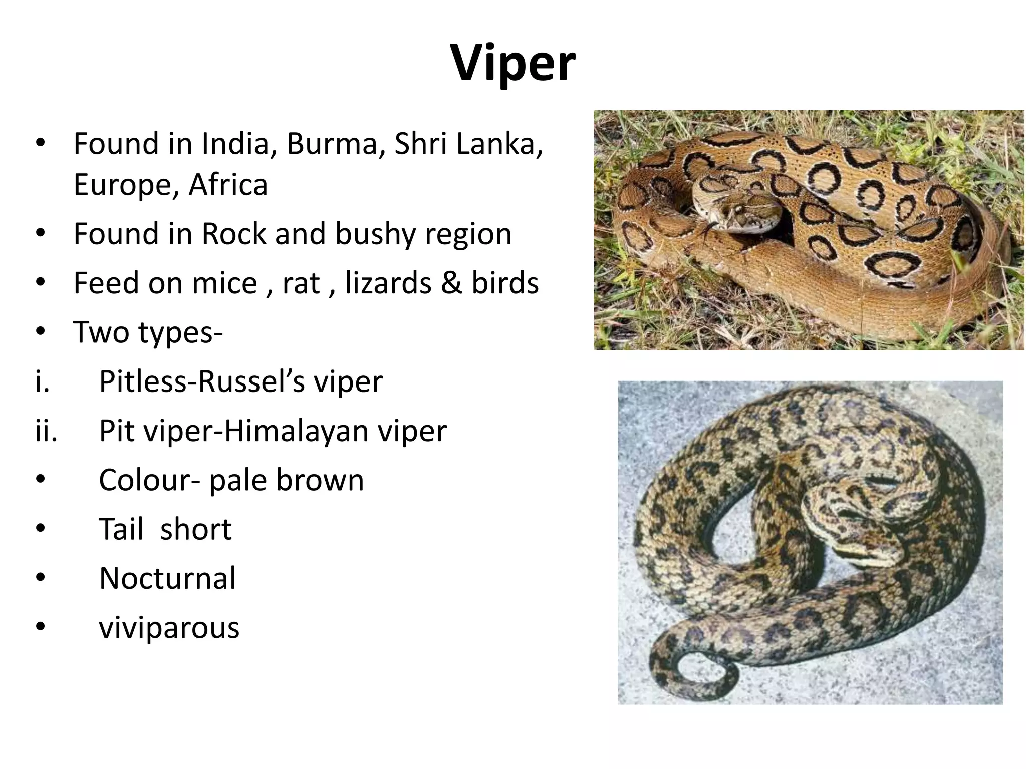 Poisonous and non poisonous snakes | PPTX