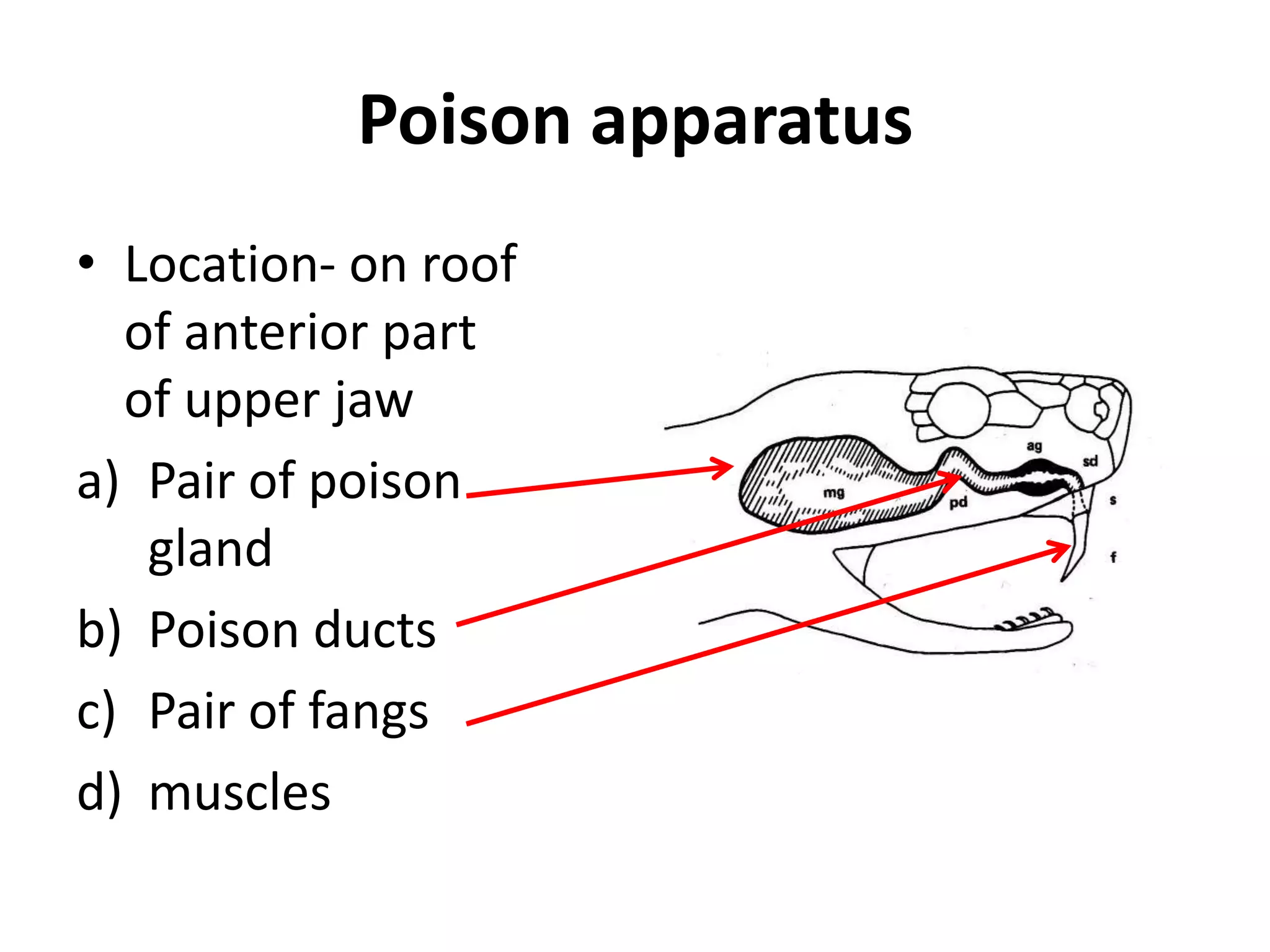 Poisonous and non poisonous snakes | PPTX