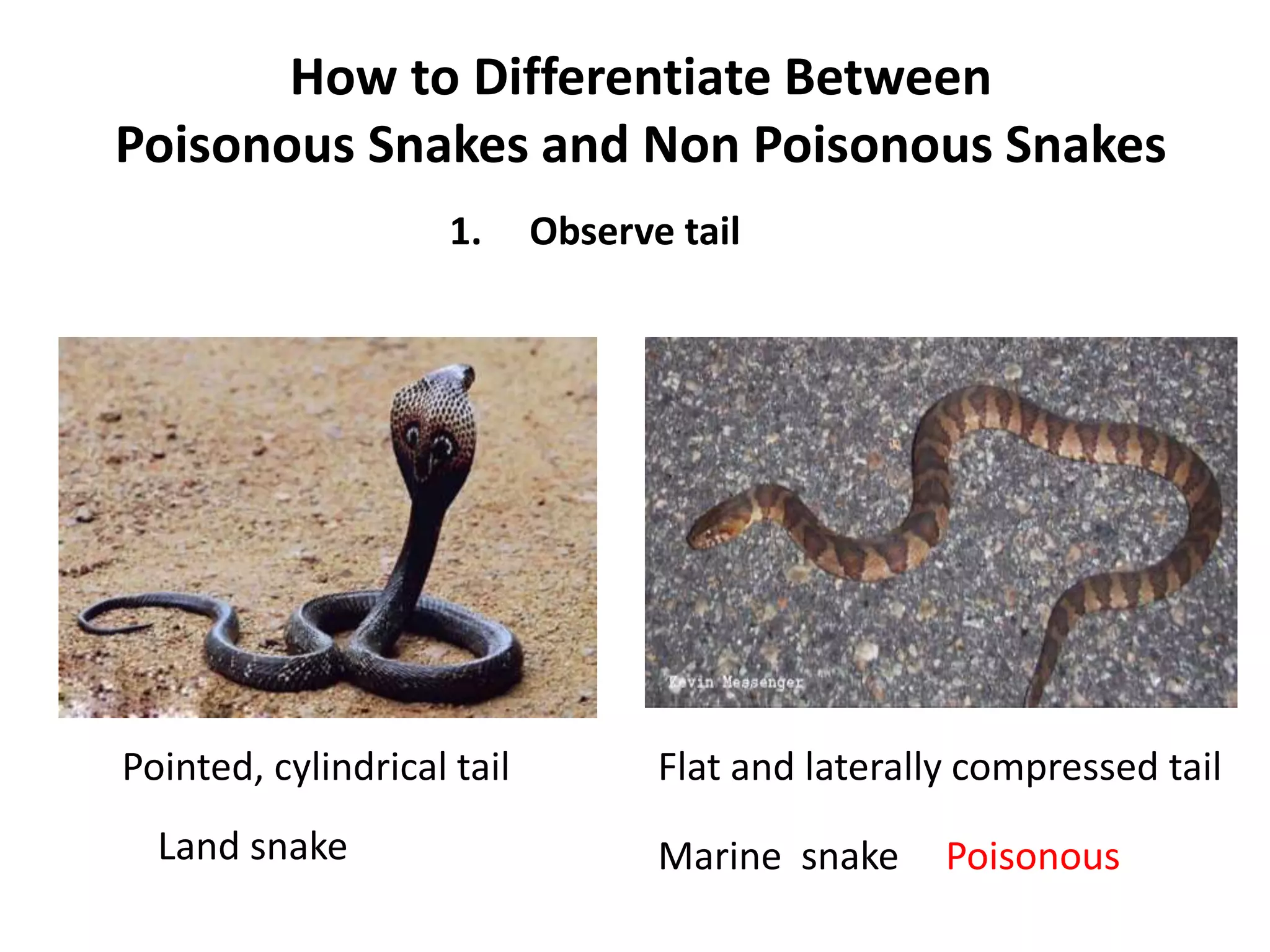 Poisonous and non poisonous snakes | PPTX