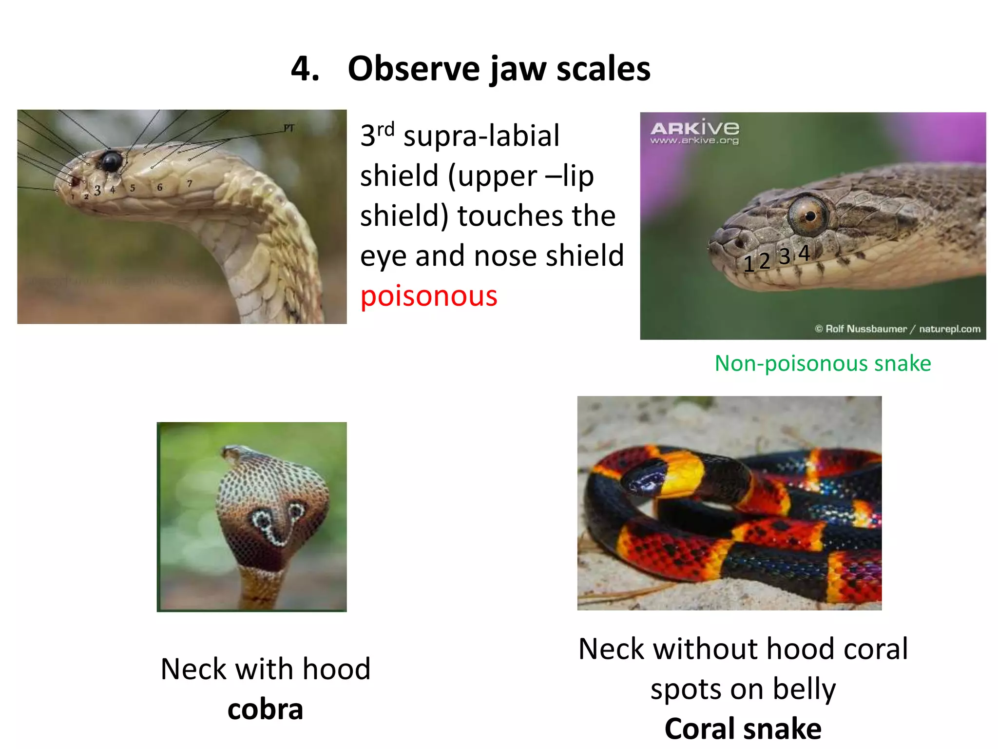 Poisonous and non poisonous snakes | PPTX