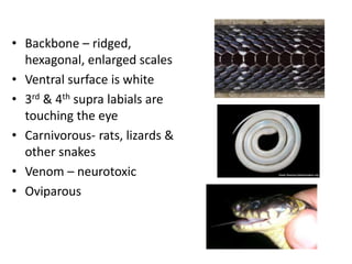 Poisonous and non poisonous snakes | PPTX