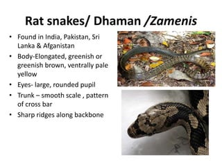 Poisonous and non poisonous snakes | PPTX