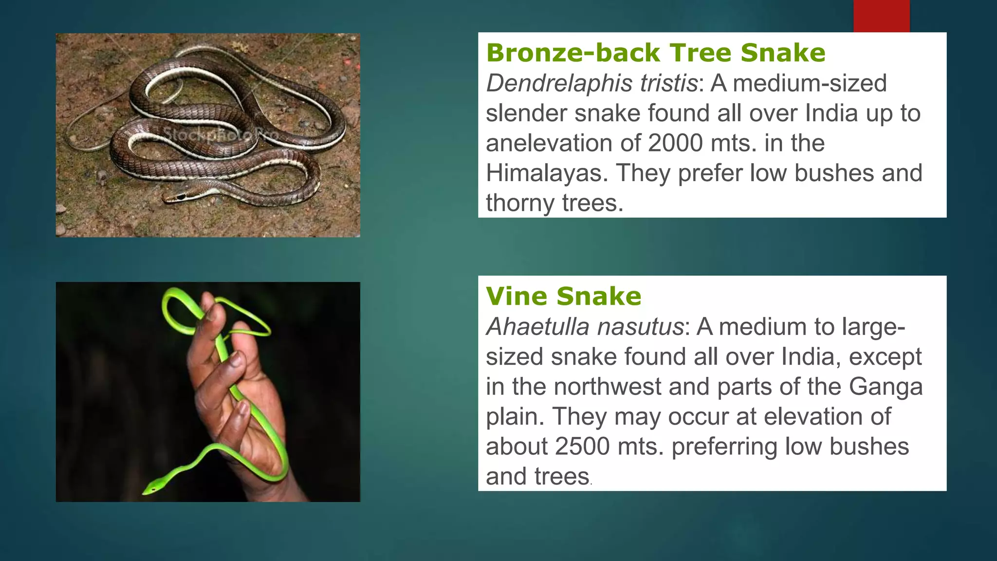 Poisonous and non poisonous snakes | PPTX