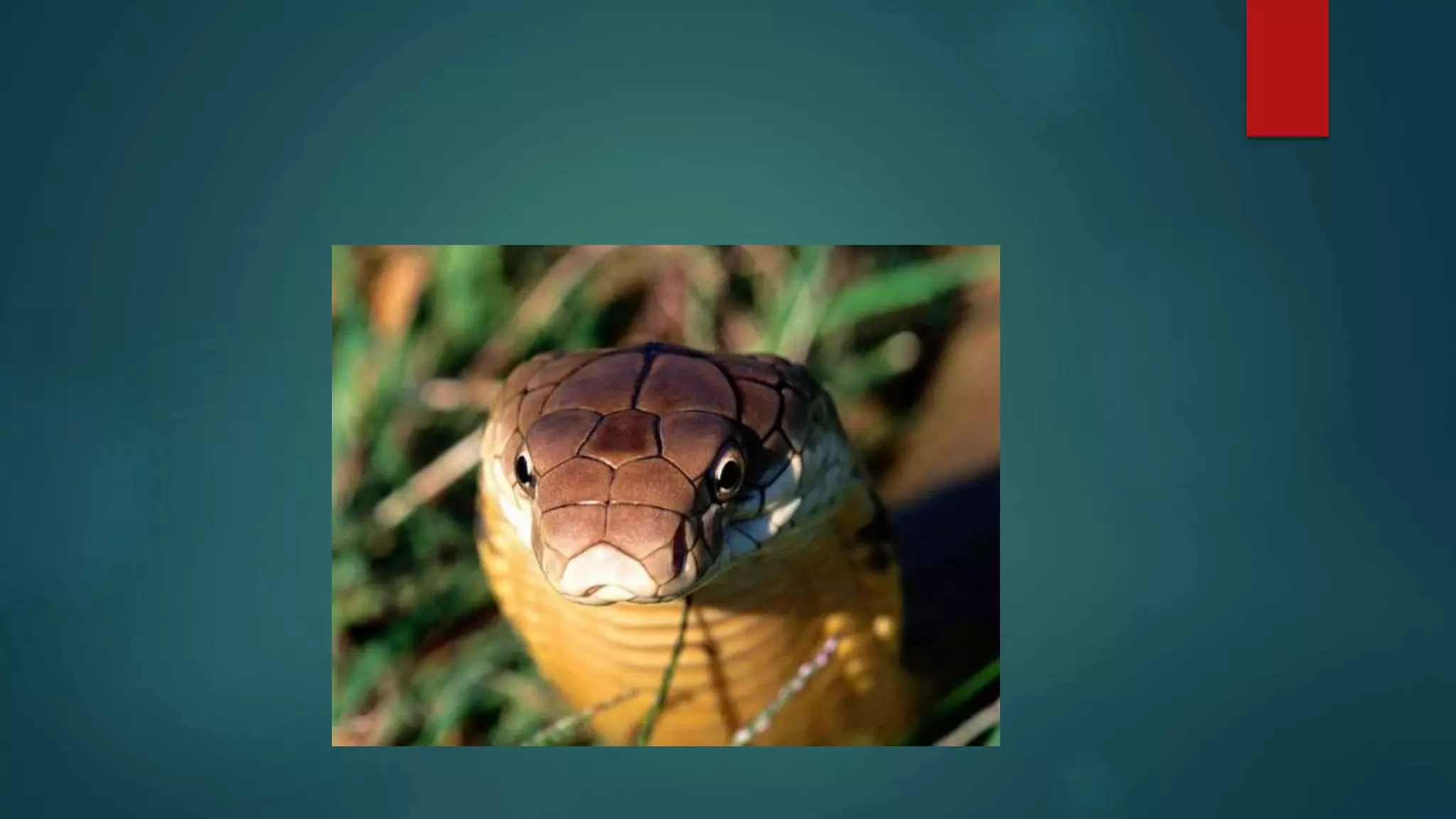 Poisonous and non poisonous snakes | PPTX