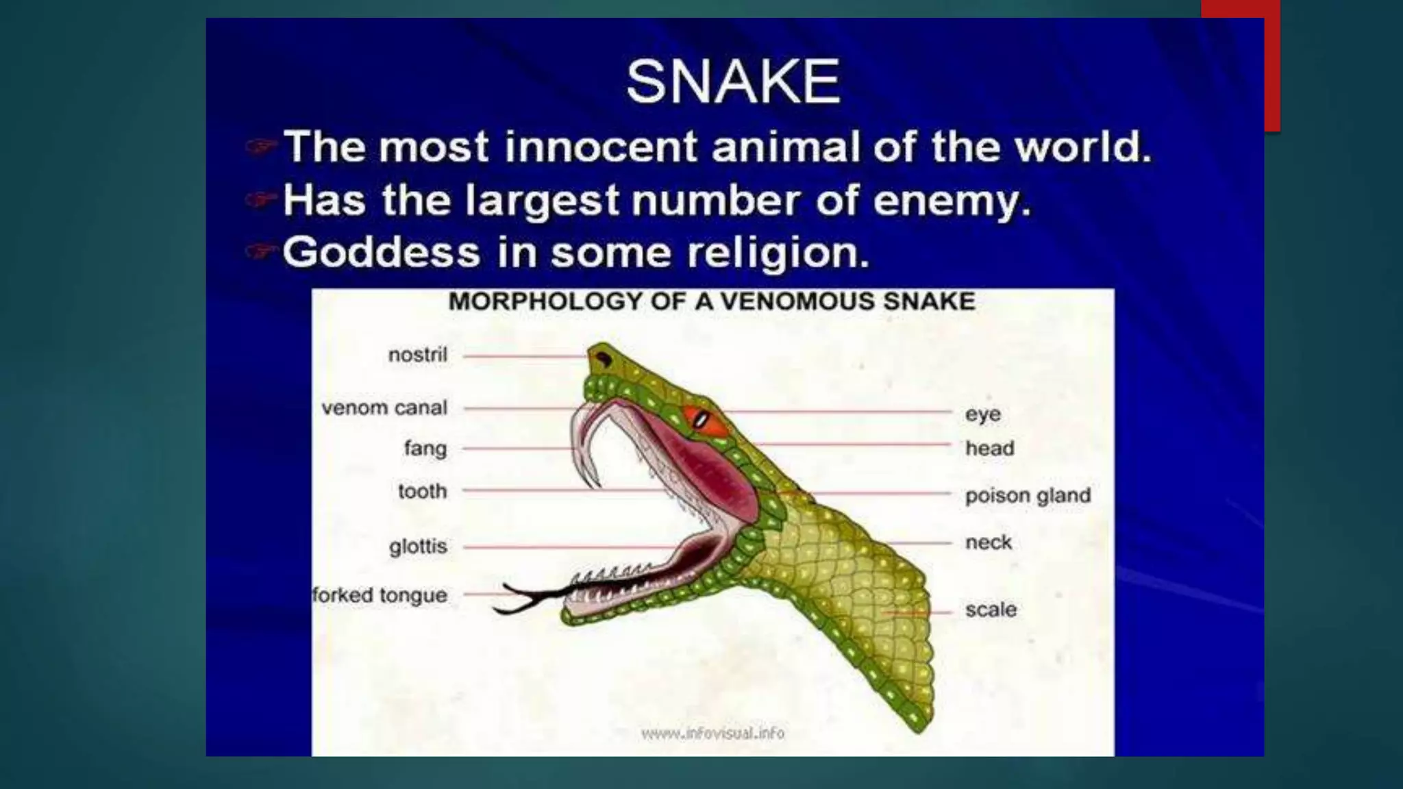 Poisonous and non poisonous snakes | PPTX